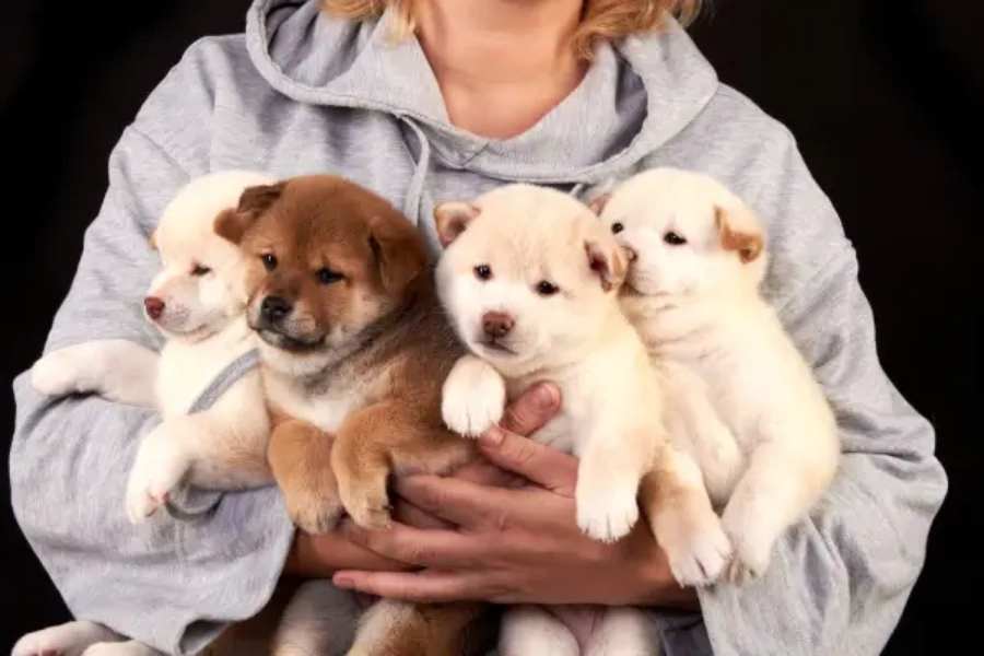 Timing Pet Transport Around the Dog Breeding Cycle - Puppies Lane